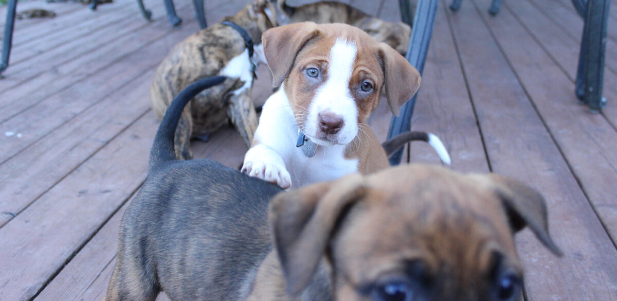 4 choses à savoir pour bien introduire 2 chiens - Société Protectrice ...