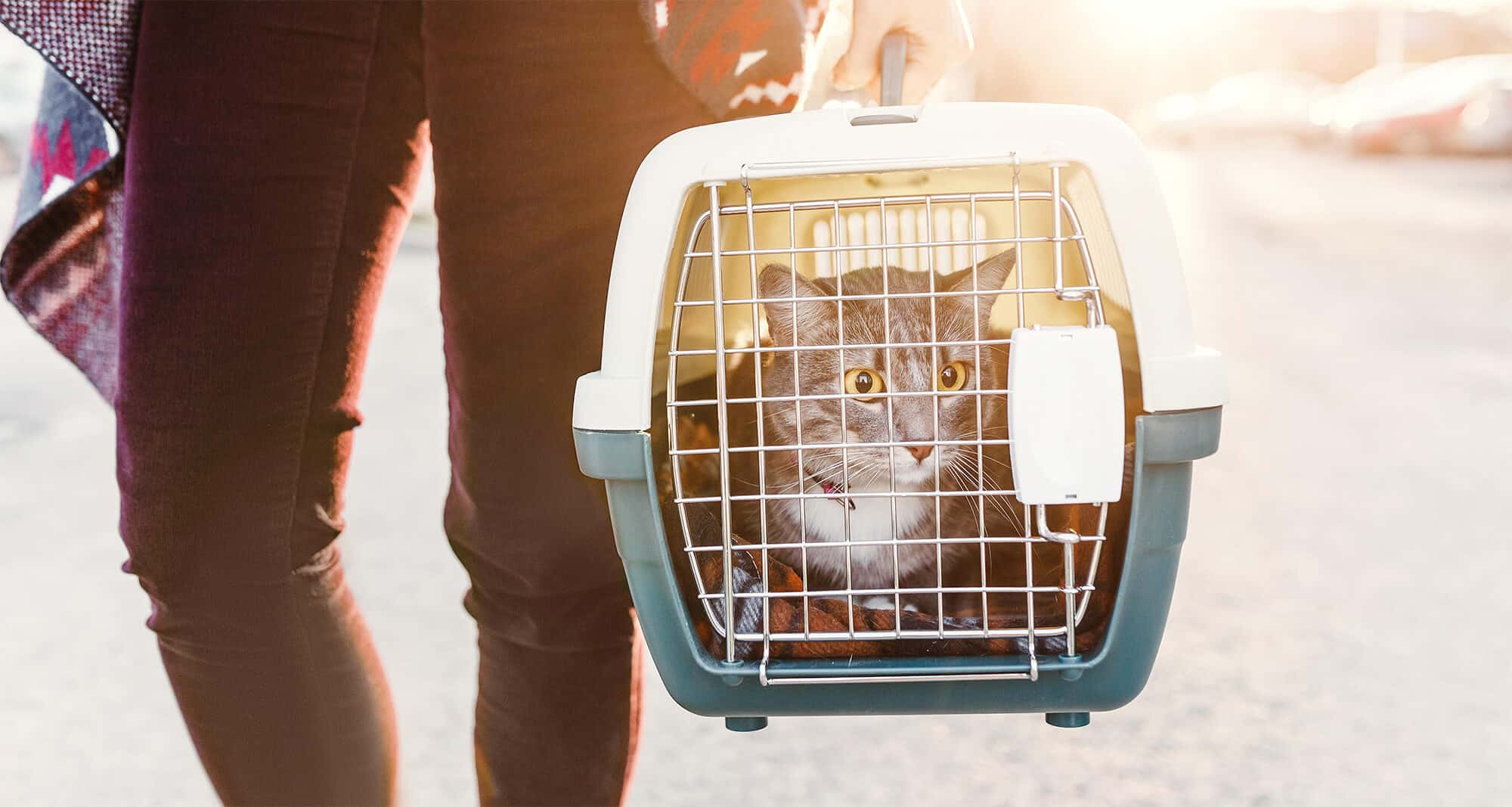 SPA Estrie - La Société protectrice des animaux de l’Estrie - Refuge ...