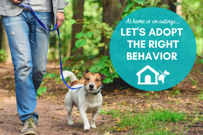 Let's Adopt The Right Behavior - The Eastern Townships SPA - Shelter ...