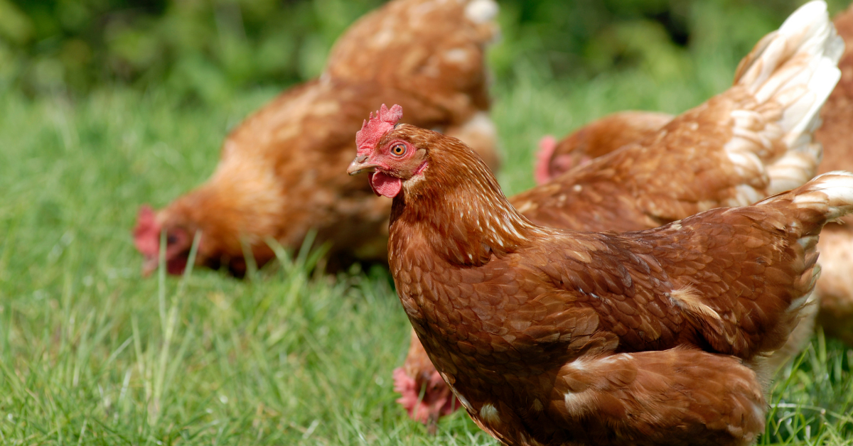 SPA Estrie - La Société protectrice des animaux de l’Estrie - Refuge ...