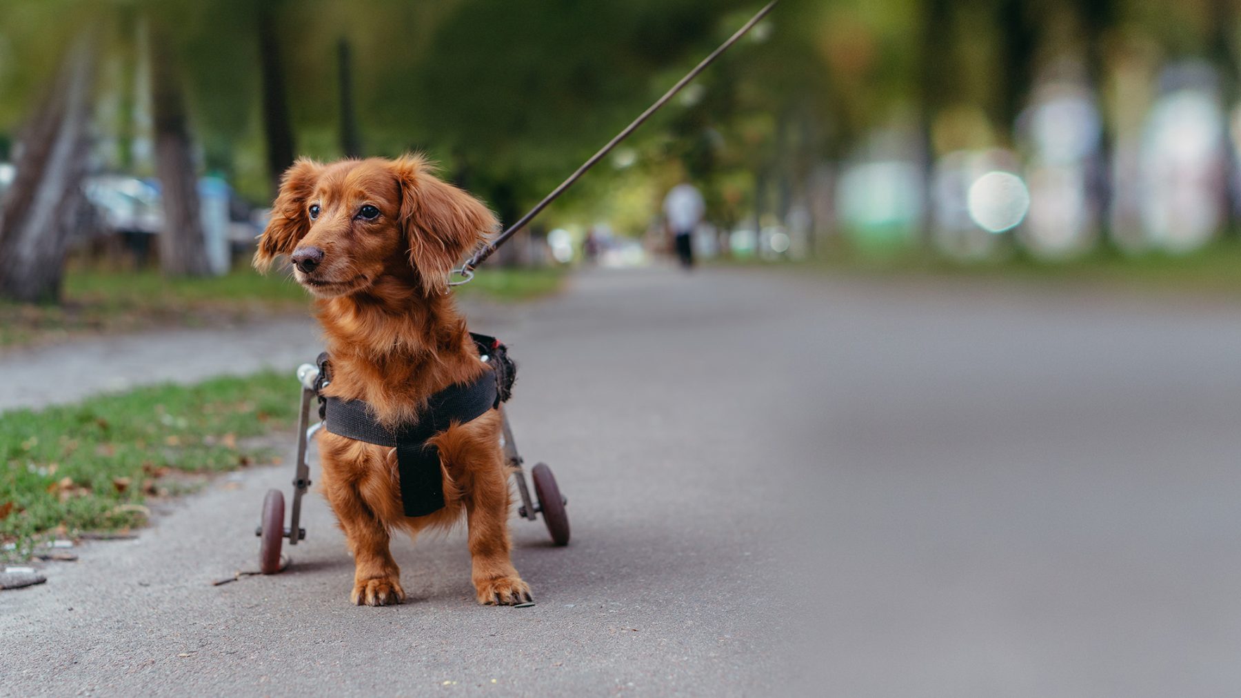 SPA Estrie - La Société protectrice des animaux de l’Estrie - Refuge ...