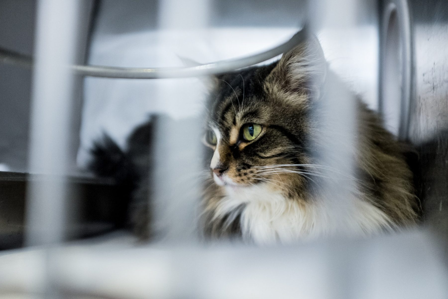 SPA Estrie - La Société protectrice des animaux de l’Estrie - Refuge ...