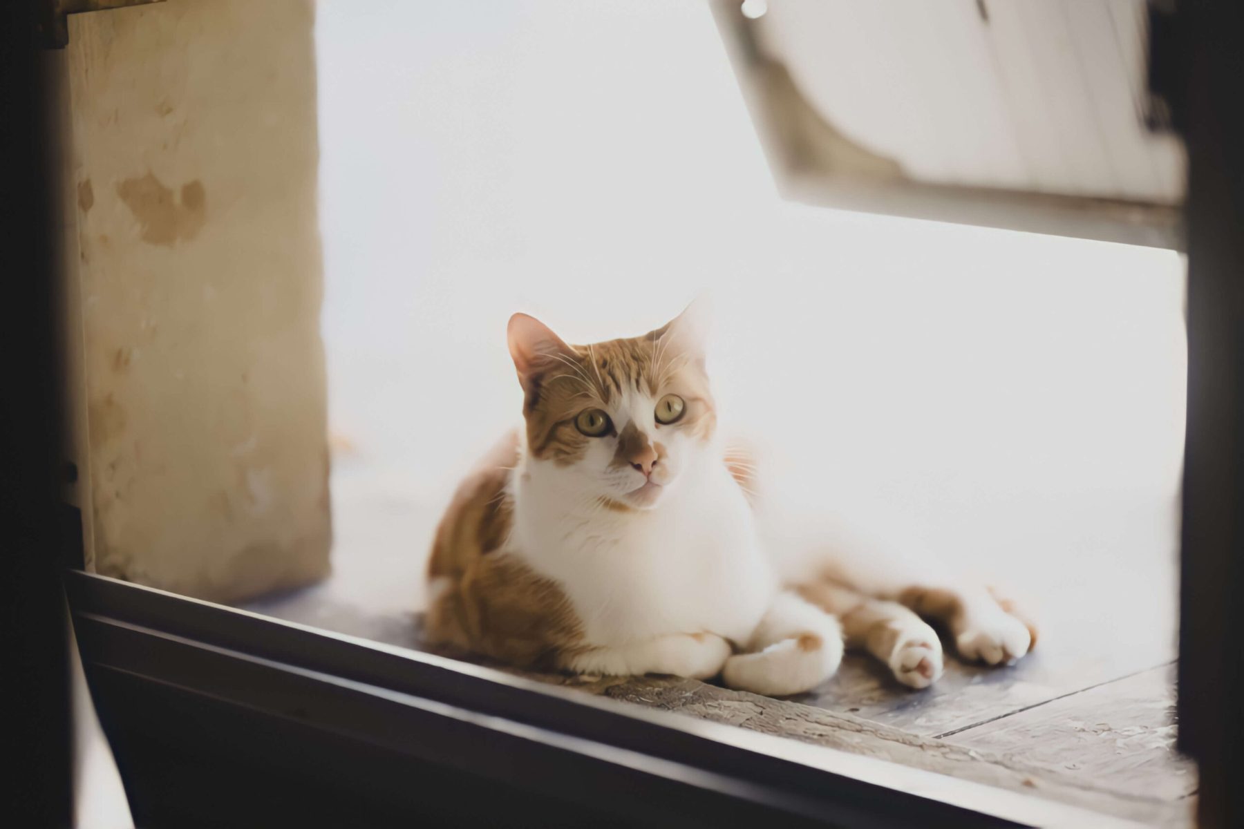 SPA Estrie - La Société protectrice des animaux de l’Estrie - Refuge ...