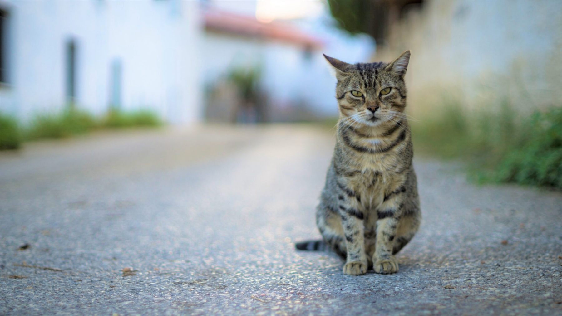 SPA Estrie - La Société protectrice des animaux de l’Estrie - Refuge ...