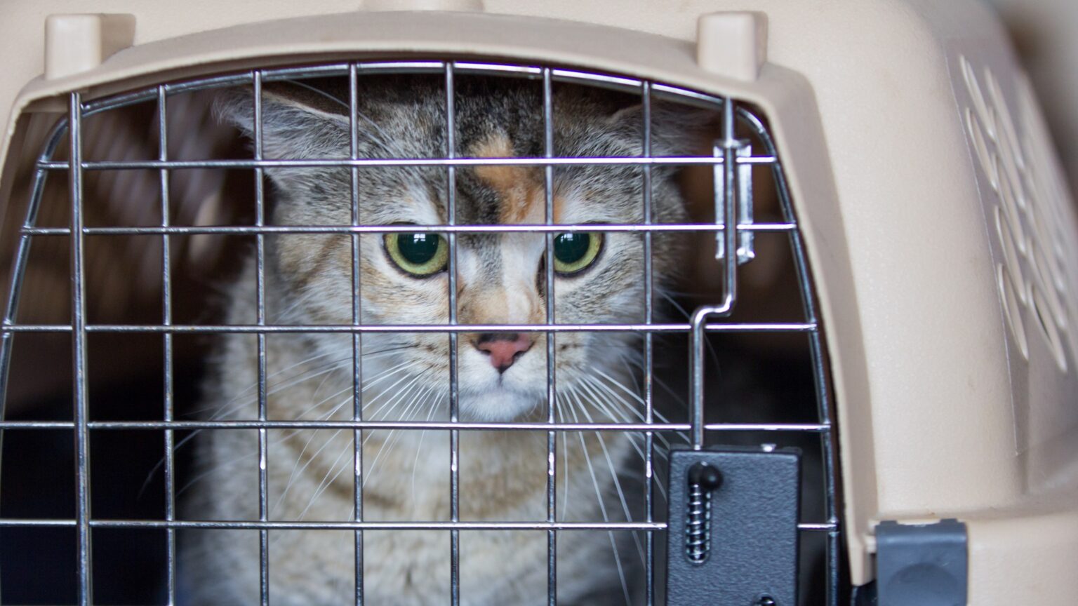 SPA Estrie - La Société protectrice des animaux de l’Estrie - Refuge ...