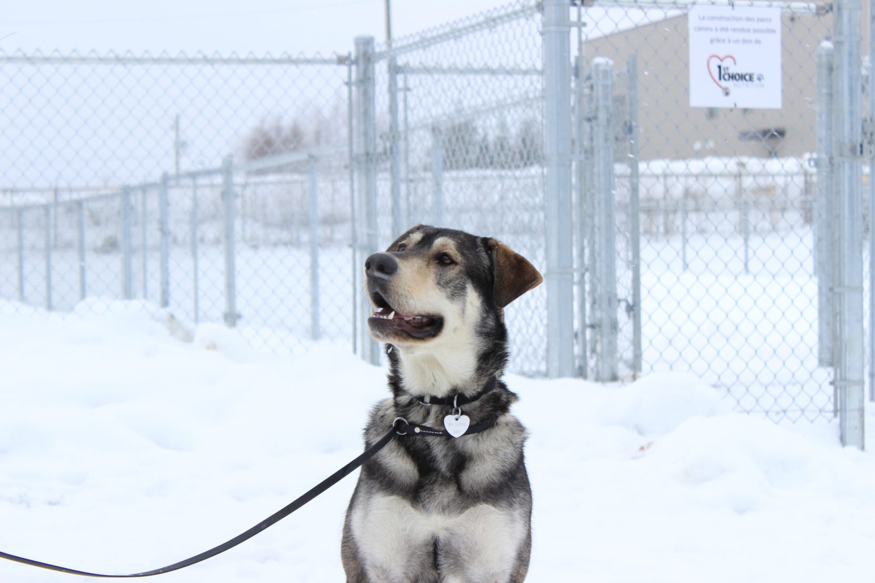 SPA Estrie - La Société protectrice des animaux de l’Estrie - Refuge ...