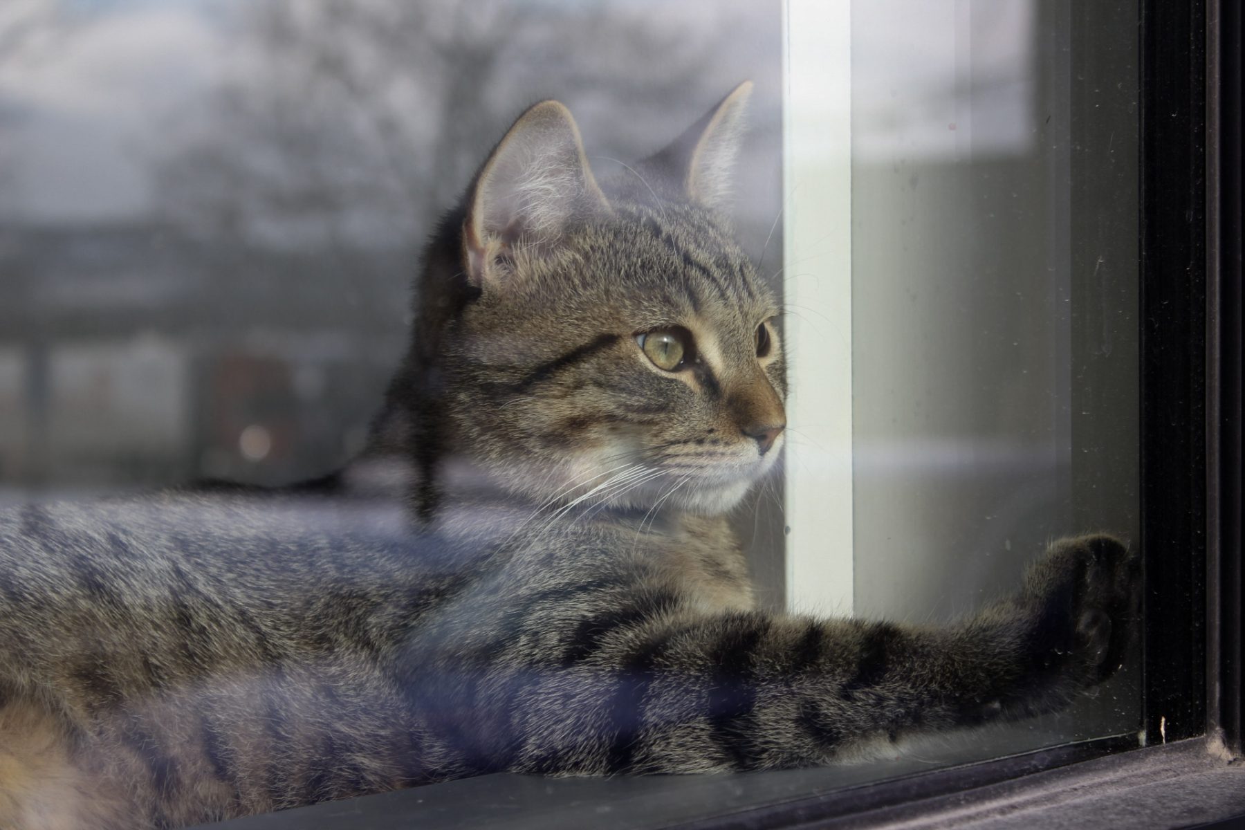 SPA Estrie - La Société protectrice des animaux de l’Estrie - Refuge ...