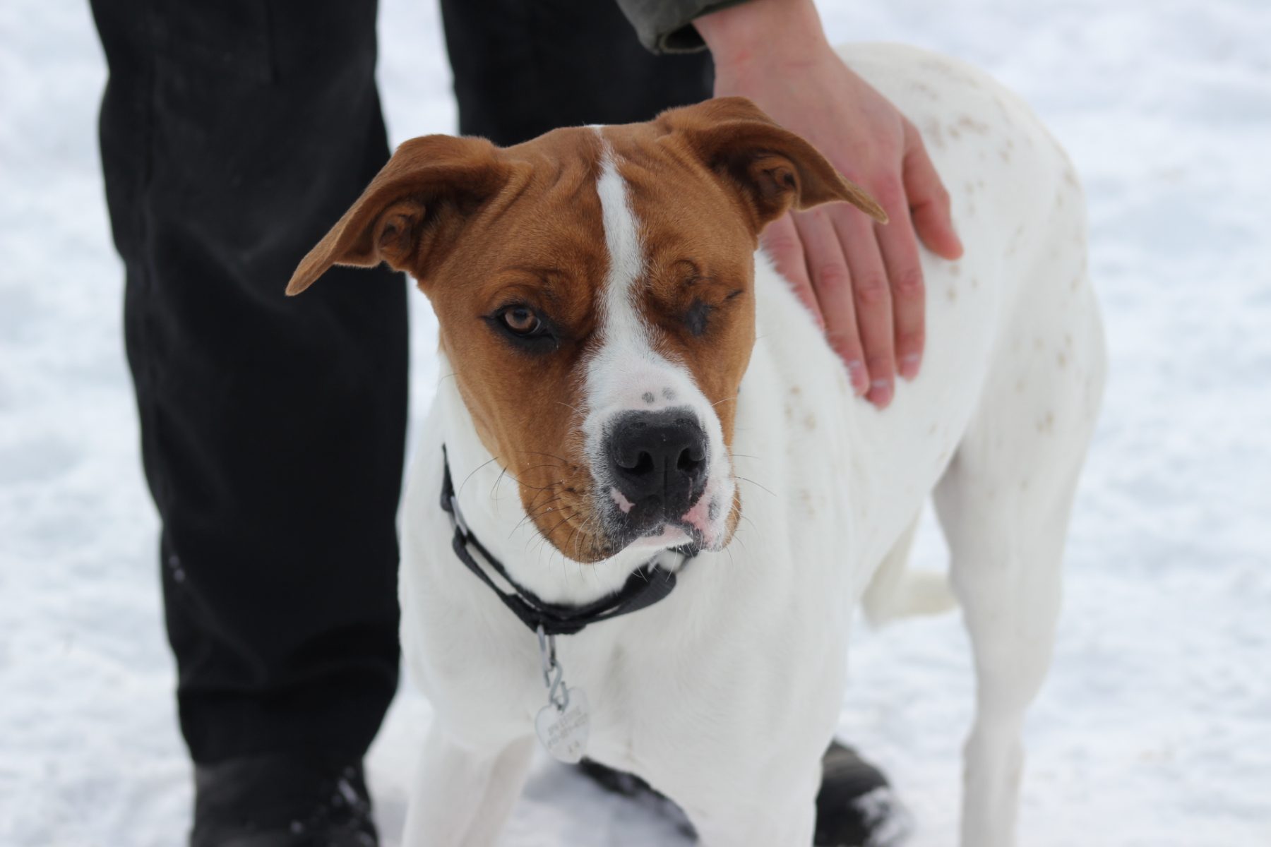 SPA Estrie - La Société protectrice des animaux de l’Estrie - Refuge ...