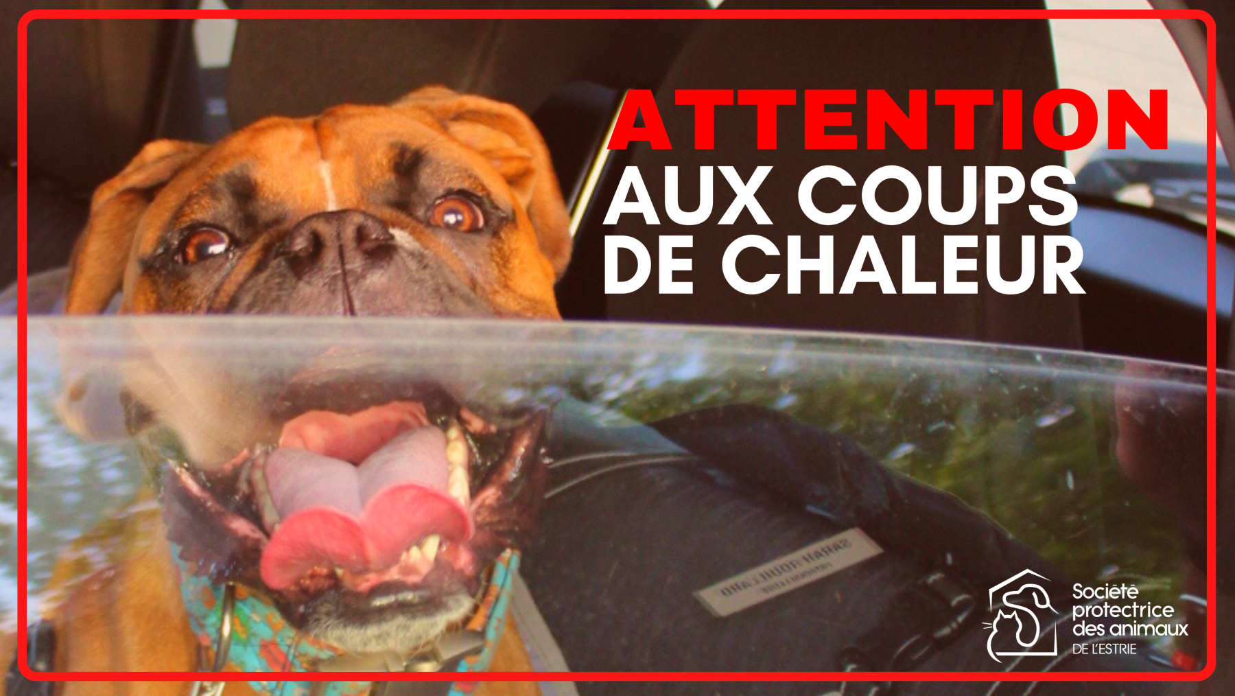 SPA Estrie - La Société protectrice des animaux de l’Estrie - Refuge ...