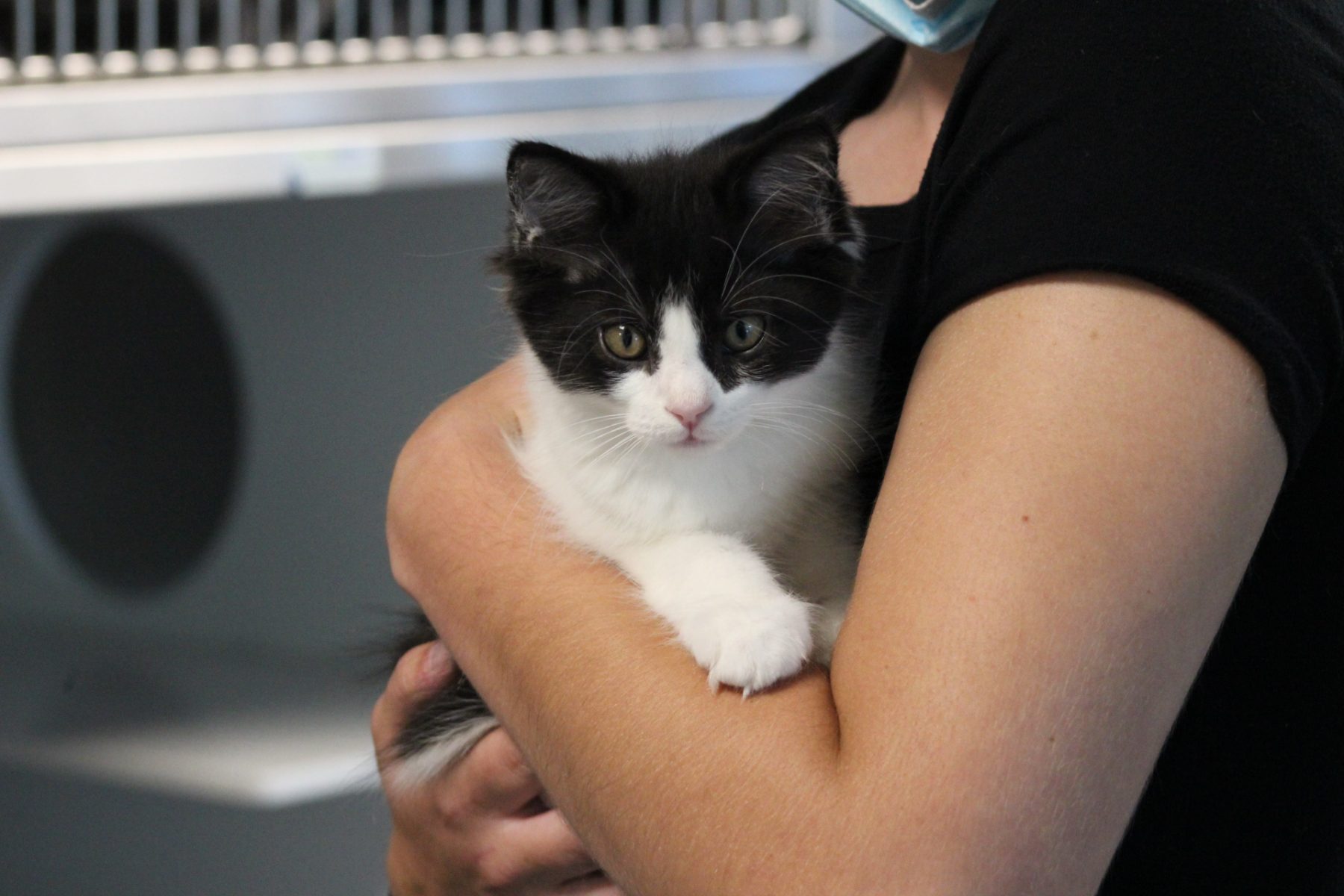 SPA Estrie - La Société protectrice des animaux de l’Estrie - Refuge ...