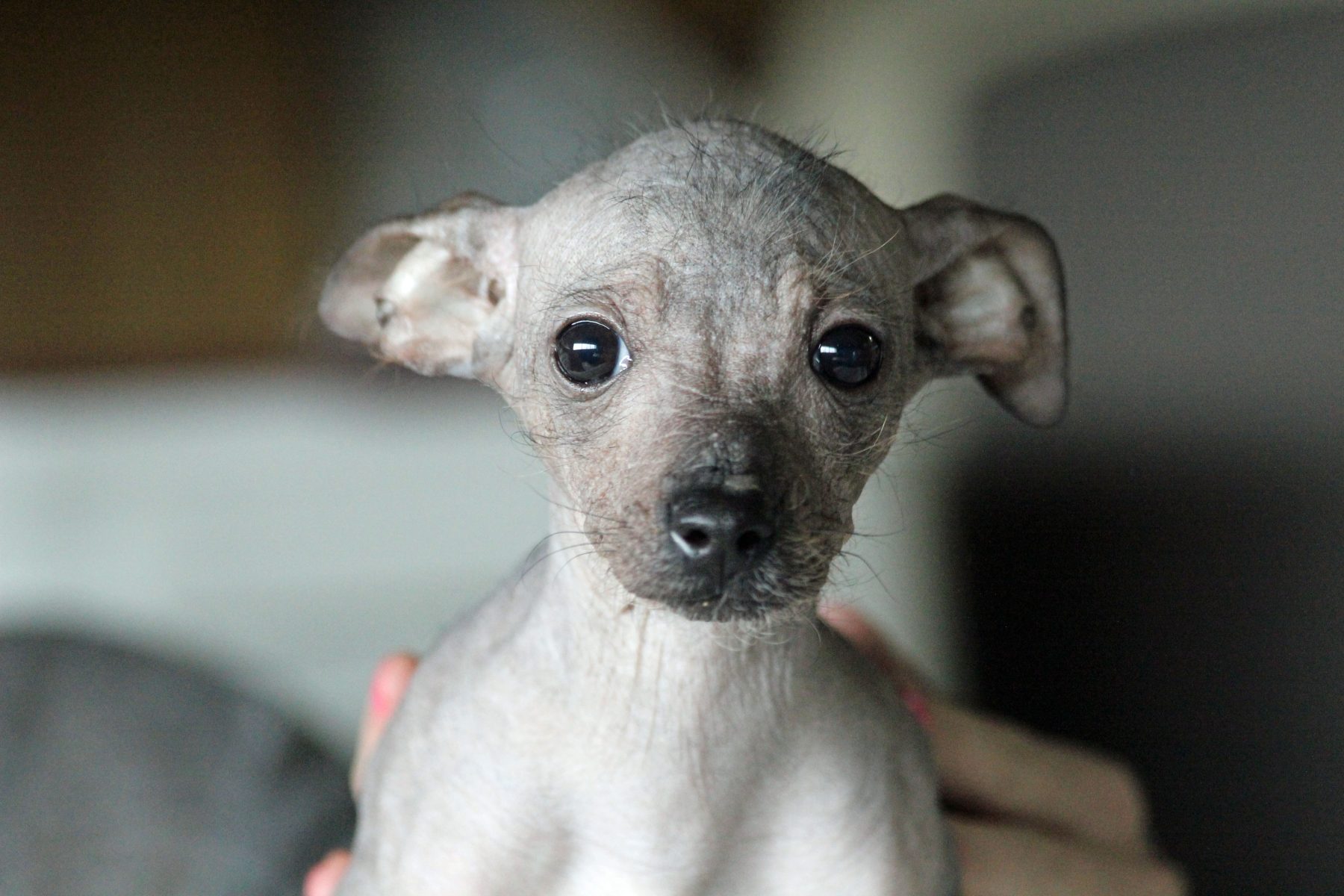 SPA Estrie - La Société protectrice des animaux de l’Estrie - Refuge ...