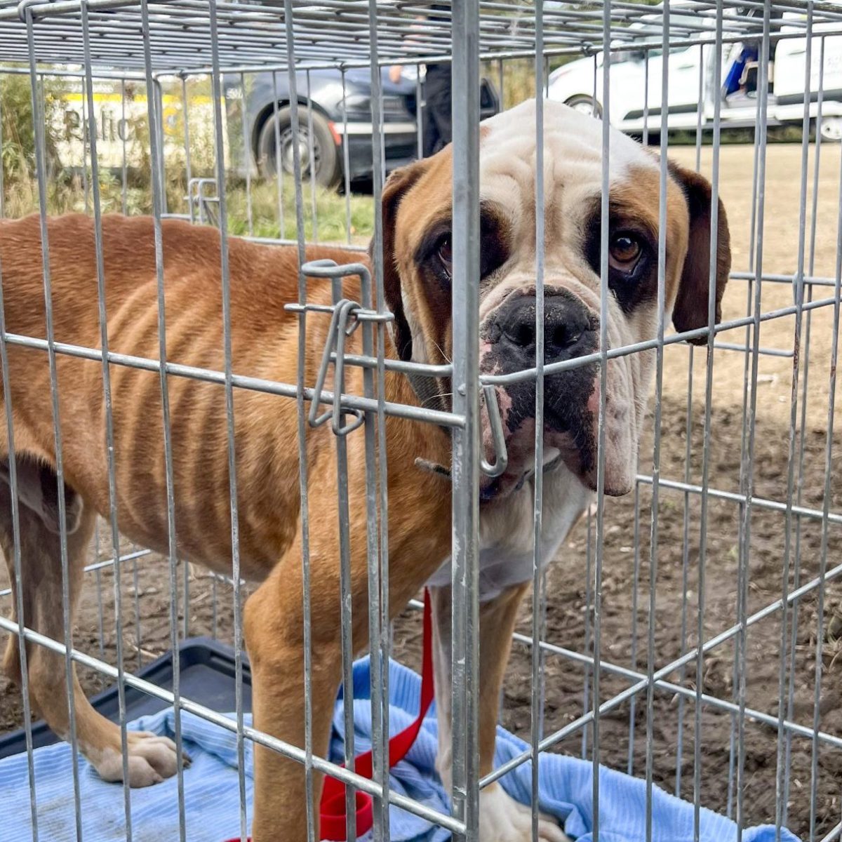 24 animaux saisis par la SPA de l’Estrie à Chartierville - Société ...