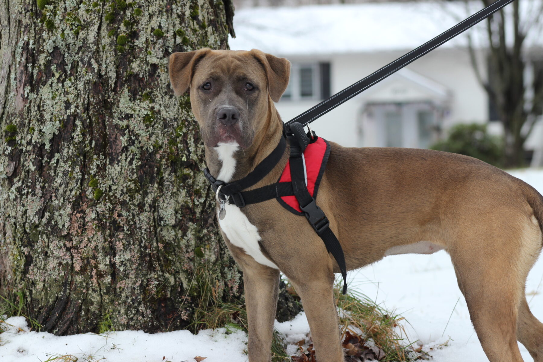 SPA Estrie - La Société protectrice des animaux de l’Estrie - The ...