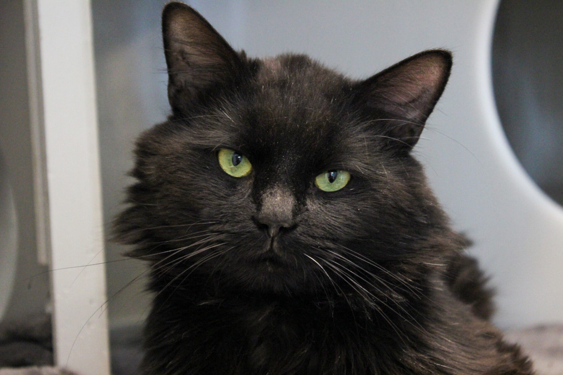 SPA Estrie - La Société protectrice des animaux de l’Estrie - The ...