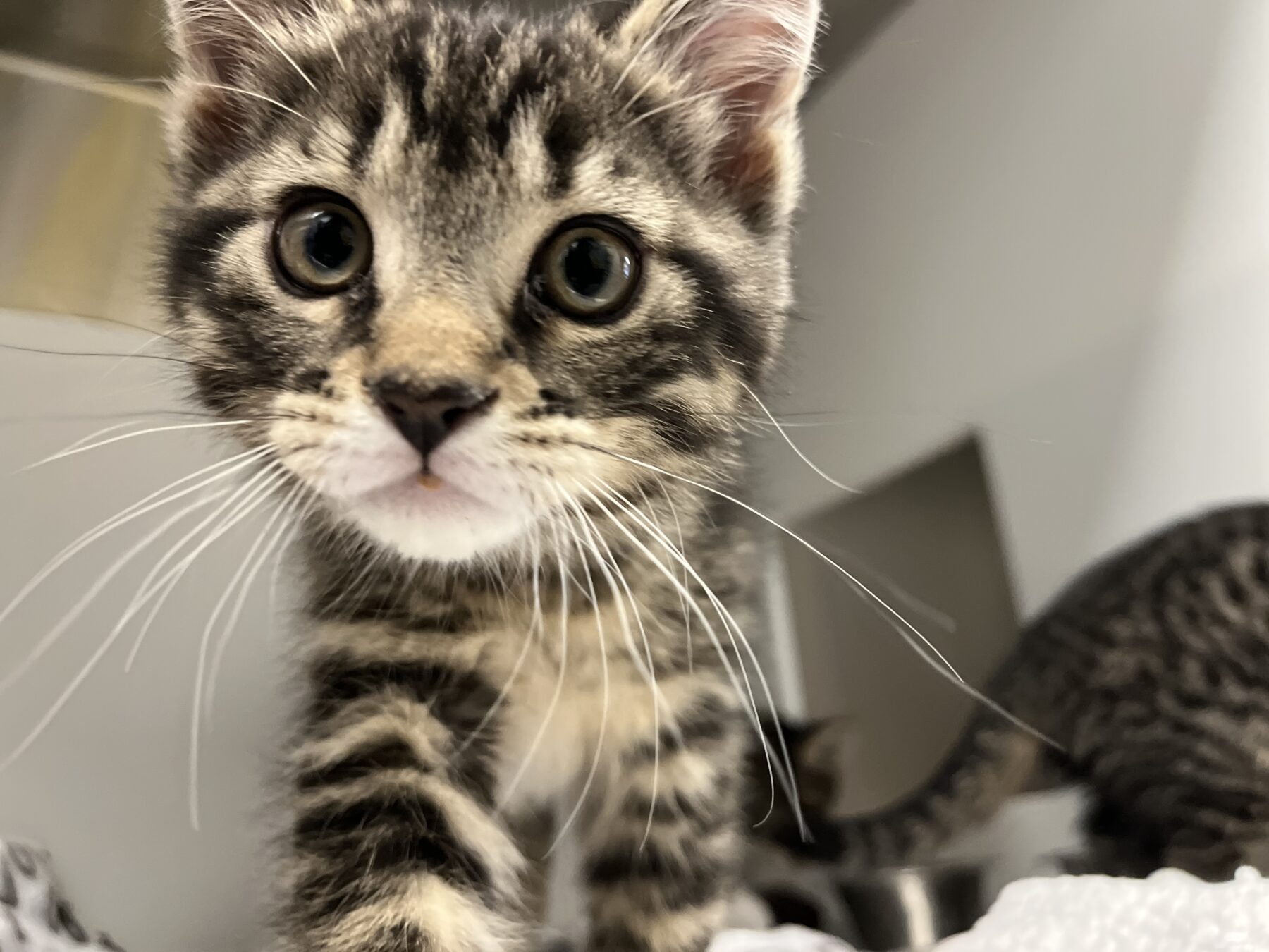 SPA Estrie - La Société protectrice des animaux de l’Estrie - Refuge ...