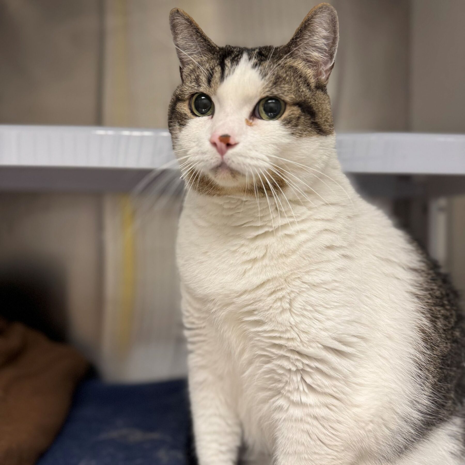 Clyde - Société Protectrice des Animaux de l'Estrie - SPA - Refuge ...