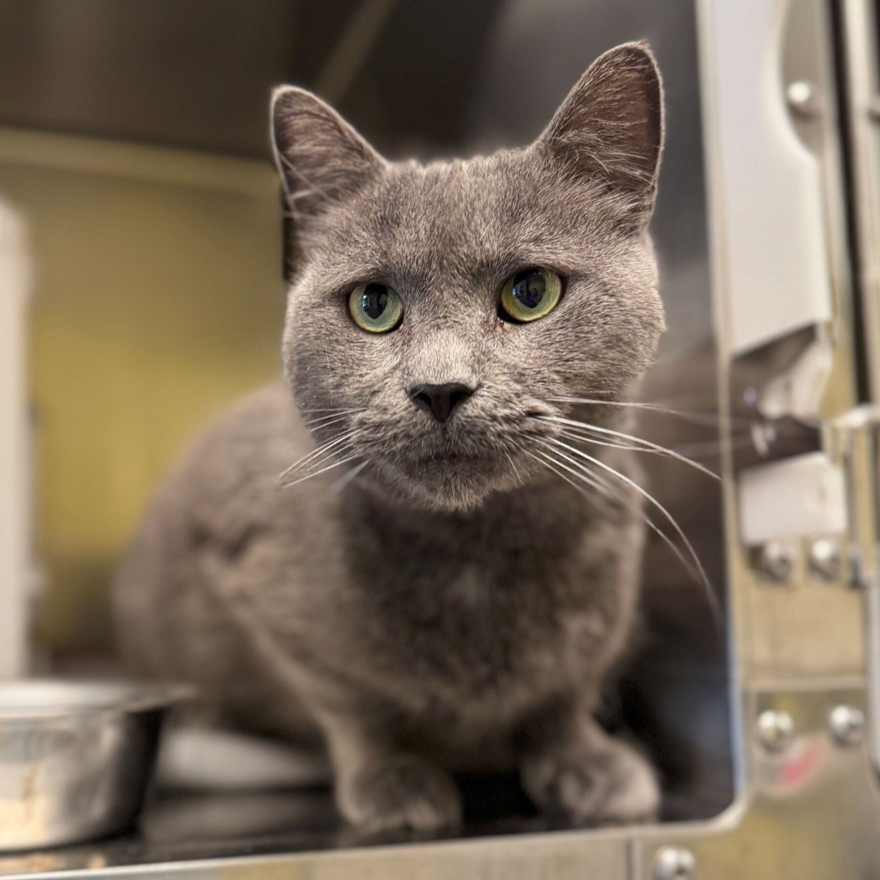 Marv - Société Protectrice des Animaux de l'Estrie - SPA - Refuge ...